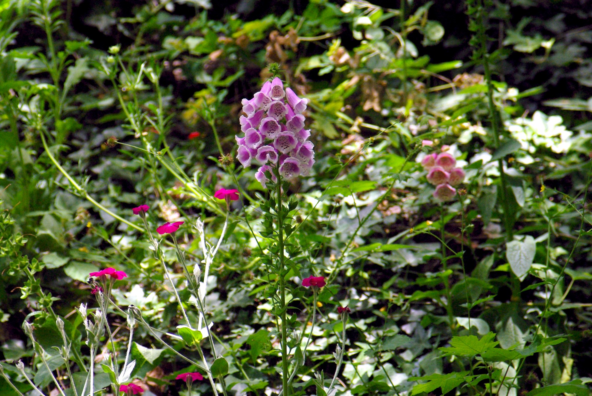 La Promenade Plantée: a lovely stroll in Paris - French Moments