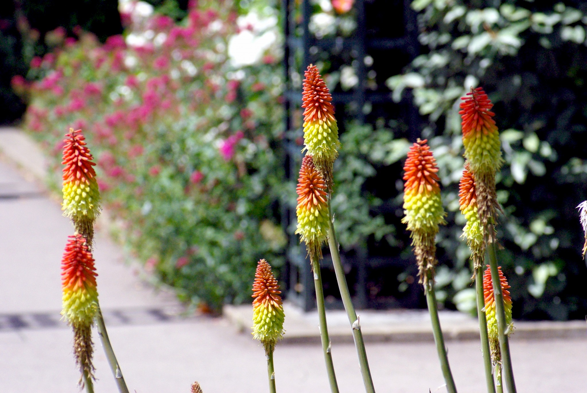 La Promenade Plantée: a lovely stroll in Paris - French Moments