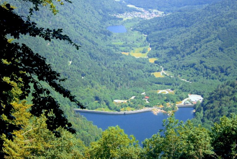 The Forest in France: What You Should Know! - French Moments