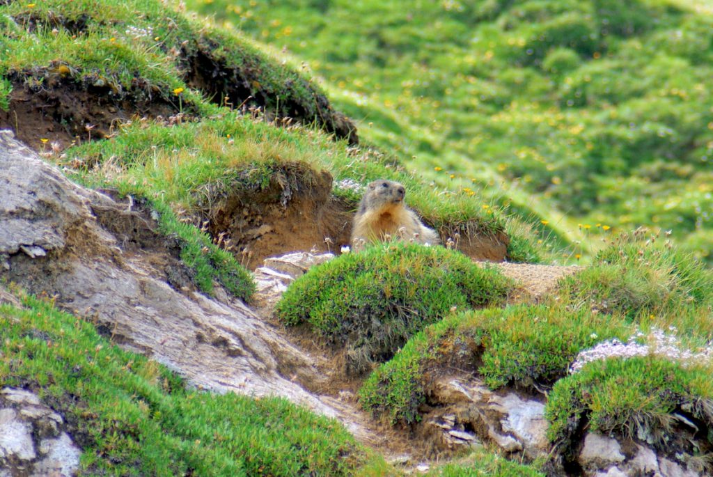 Discover the Vanoise National Park - French Moments