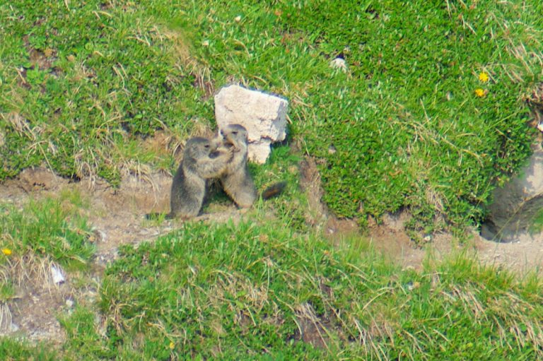 Discover the Vanoise National Park - French Moments