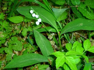 May Day in France: Origins and Traditions - French Moments