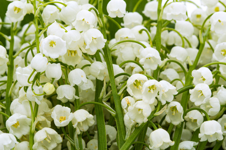 May Day in France: Origins and Traditions - French Moments