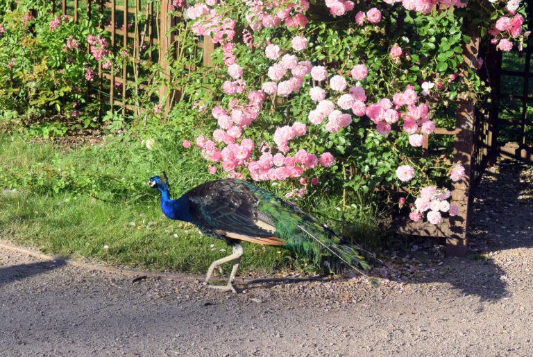 Things to see in the Parc de la Pépinière, Nancy - French Moments