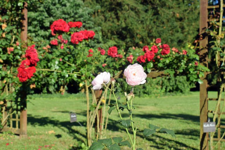 Things to see in the Parc de la Pépinière, Nancy - French Moments