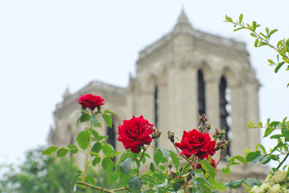 Red Roses Meaning: Symbolism, History and When to Give Them - French ...