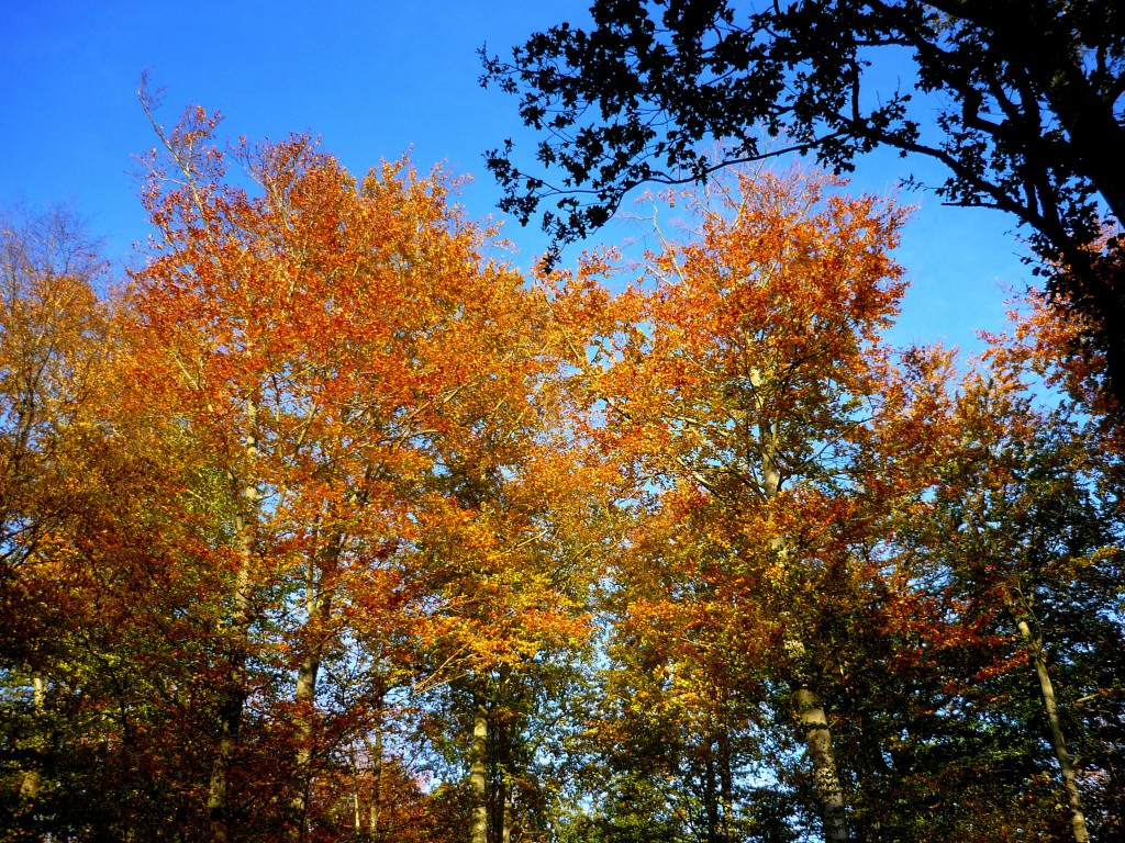 French quotes and sayings about Autumn - French Moments