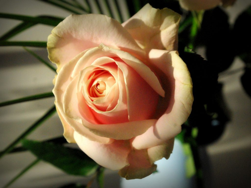 Valentine's Day in France: Origins and Traditions - French Moments