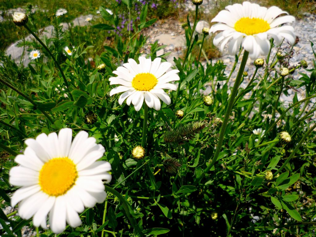 Flora of the French Alps: 25 Alpine Flowers to See in the Vanoise ...