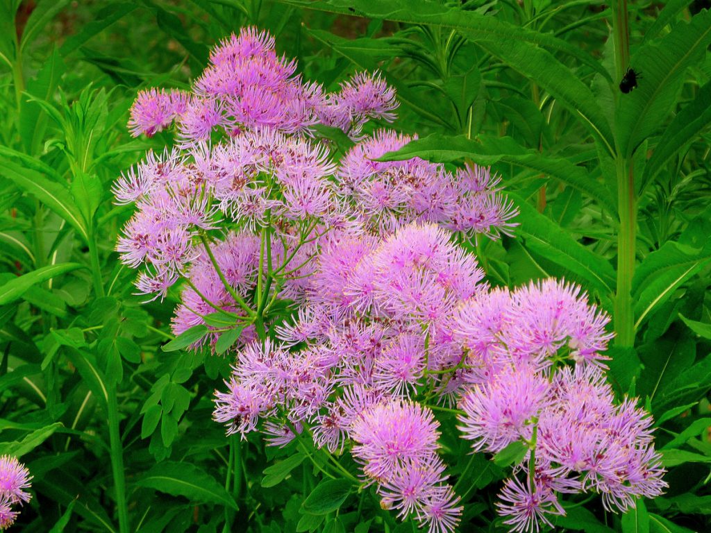 Flora of the French Alps: 25 Alpine Flowers to See in the Vanoise ...