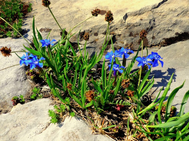 Flora of the French Alps: 25 Alpine Flowers to See in the Vanoise ...