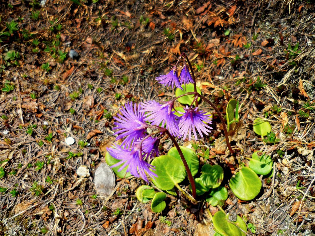 Flora of the French Alps: 25 Alpine Flowers to See in the Vanoise ...