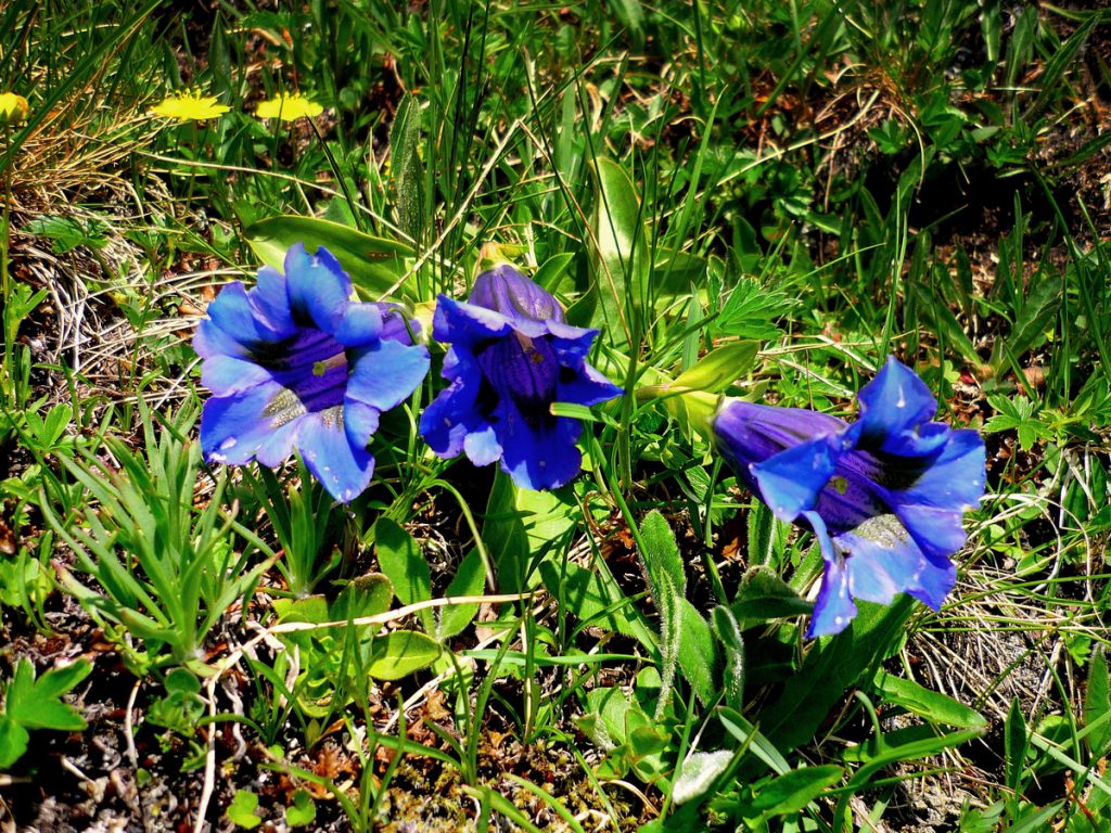 Flora of the French Alps: 25 Alpine Flowers to See in the Vanoise ...