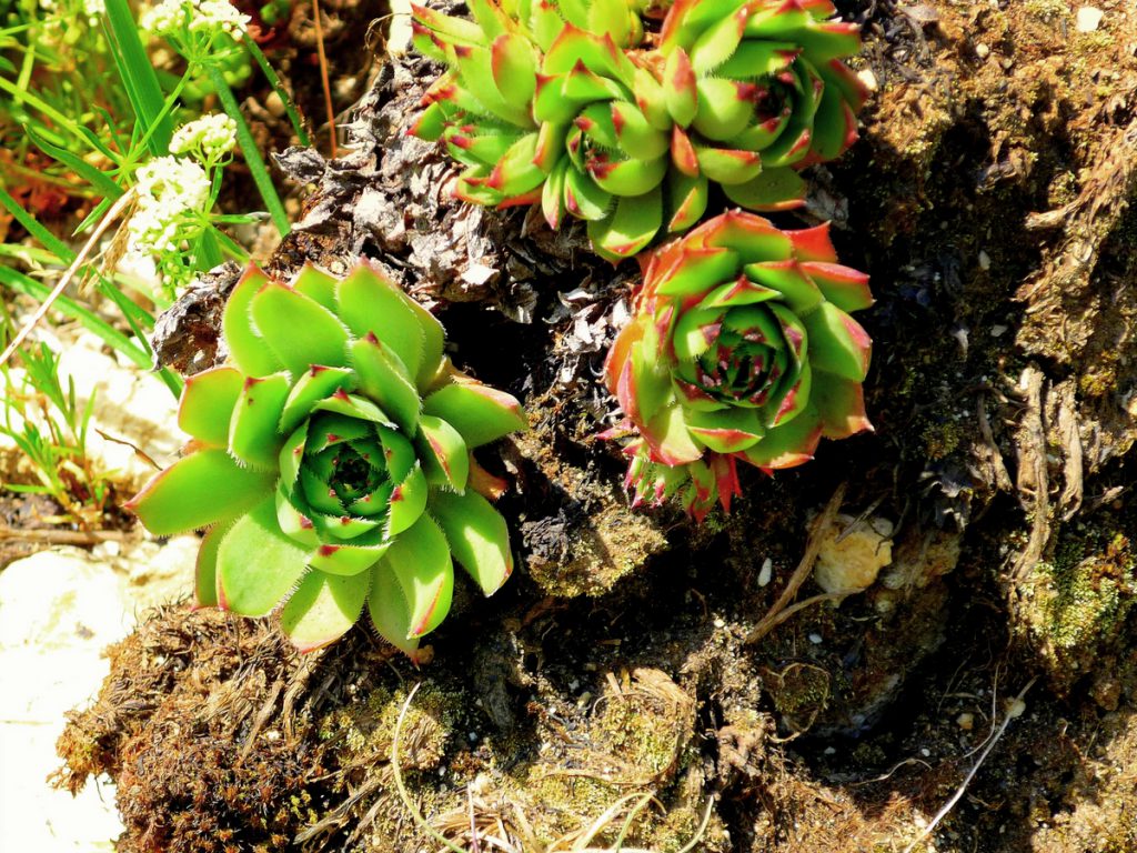 Flora of the French Alps: 25 Alpine Flowers to See in the Vanoise ...