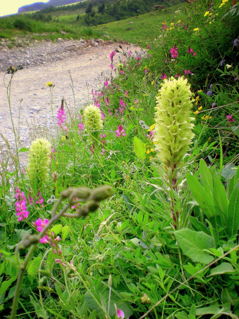Flora of the French Alps: 25 Alpine Flowers to See in the Vanoise ...