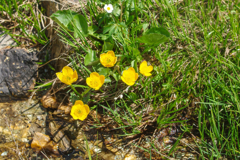 Flora of the French Alps: 25 Alpine Flowers to See in the Vanoise ...