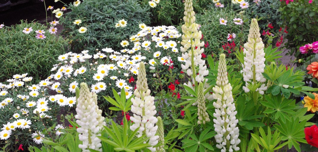 Spring flowers and flowering trees - French Moments