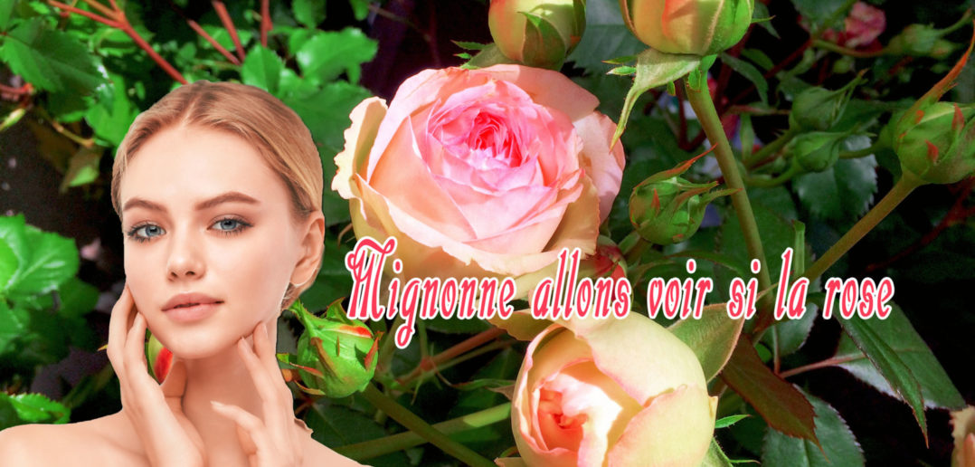 Mignonne allons voir si la rose - Pierre de Ronsard - French Moments