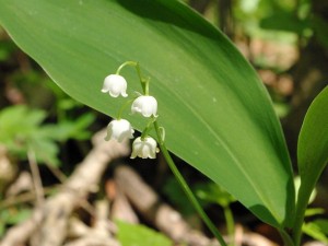 May Day in France: Origins and Traditions - French Moments