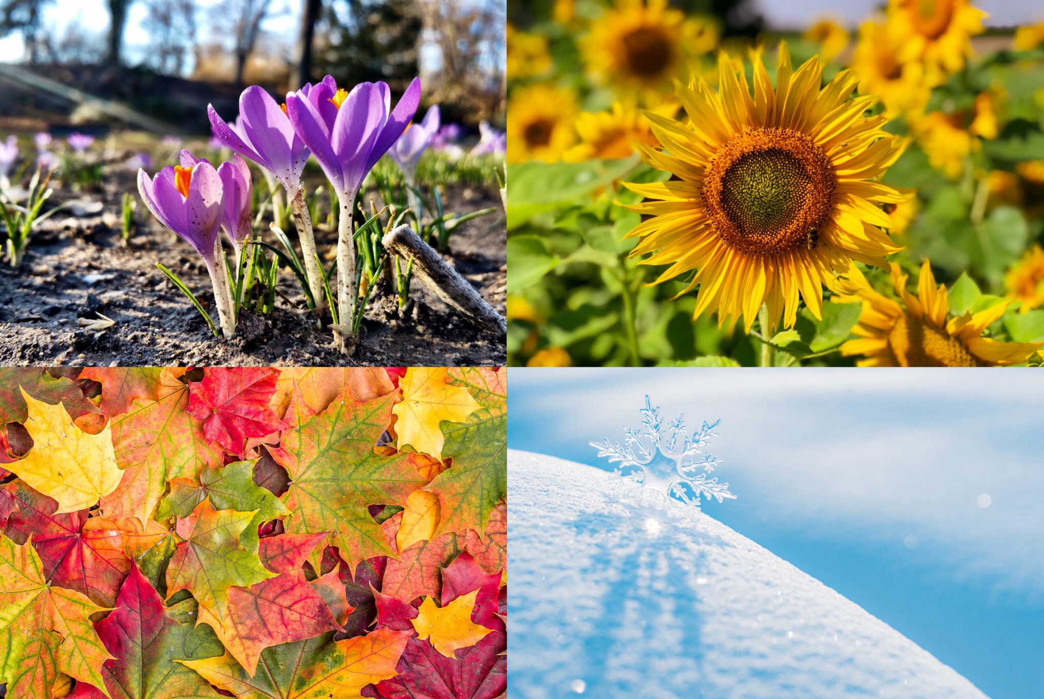 The Seasons of the Year in France Explained - French Moments