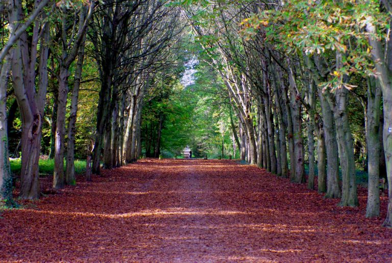 The Forest in France: What You Should Know! - French Moments
