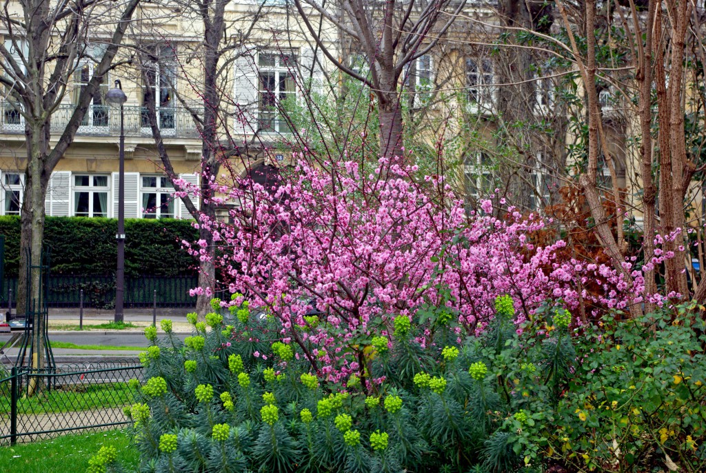 February in Paris: First Signs of Spring in the Gardens - French Moments
