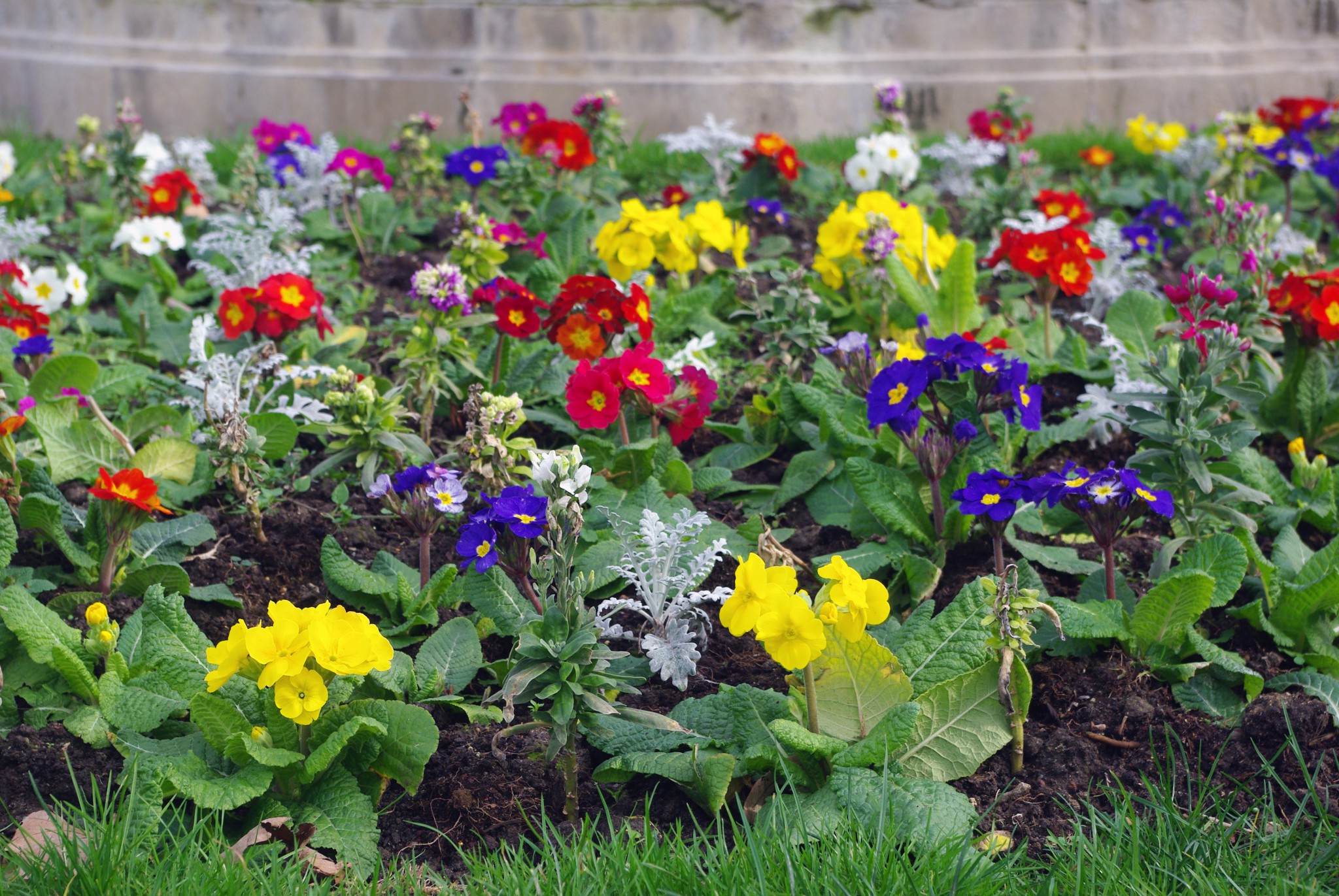 February in Paris: First Signs of Spring in the Gardens - French Moments