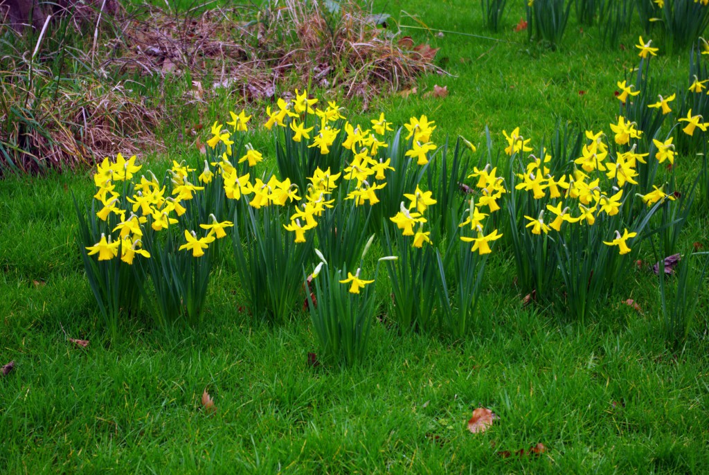 Spring flowers and flowering trees - French Moments