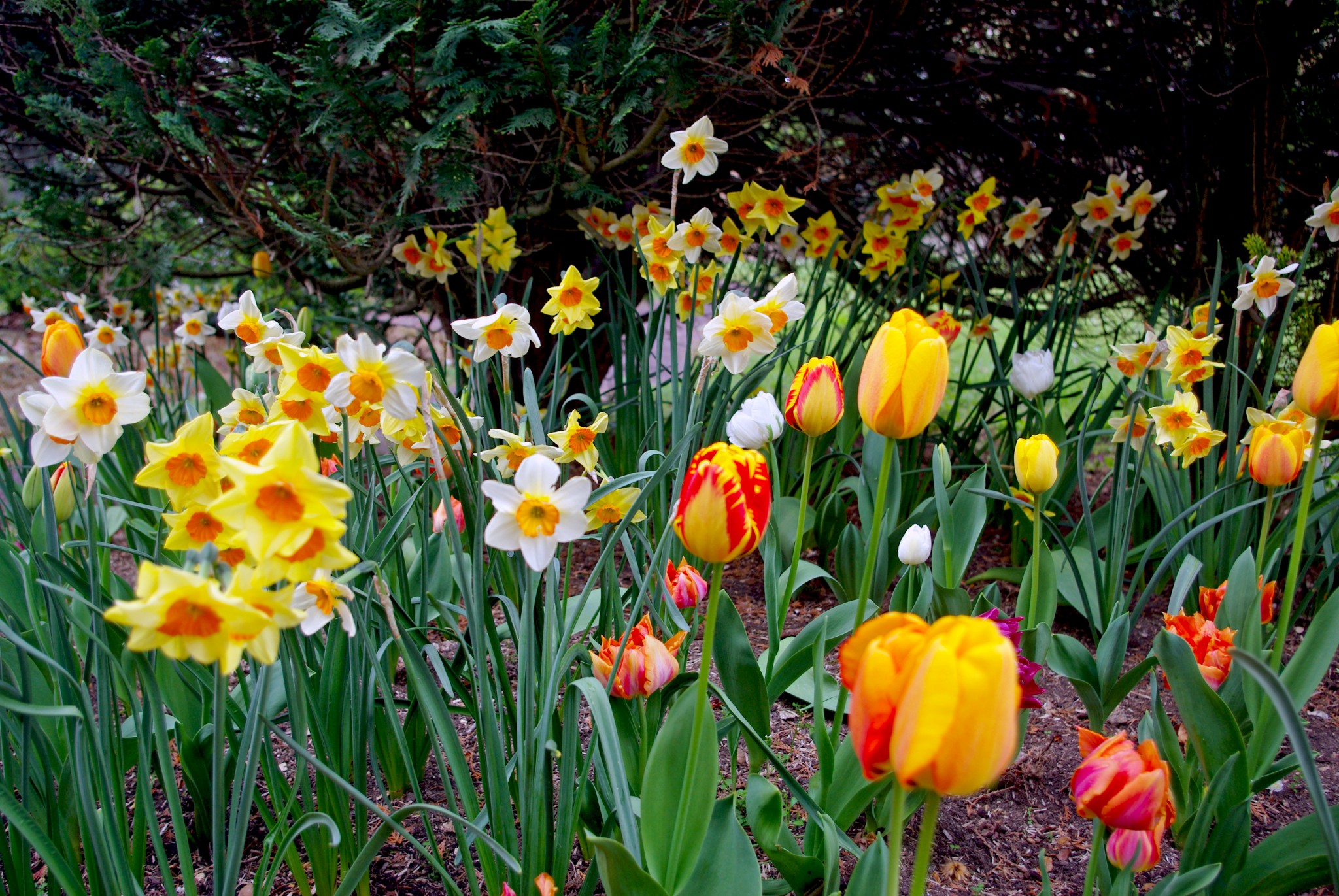 Colourful Spring Flowers in Maisons-Laffitte - French Moments