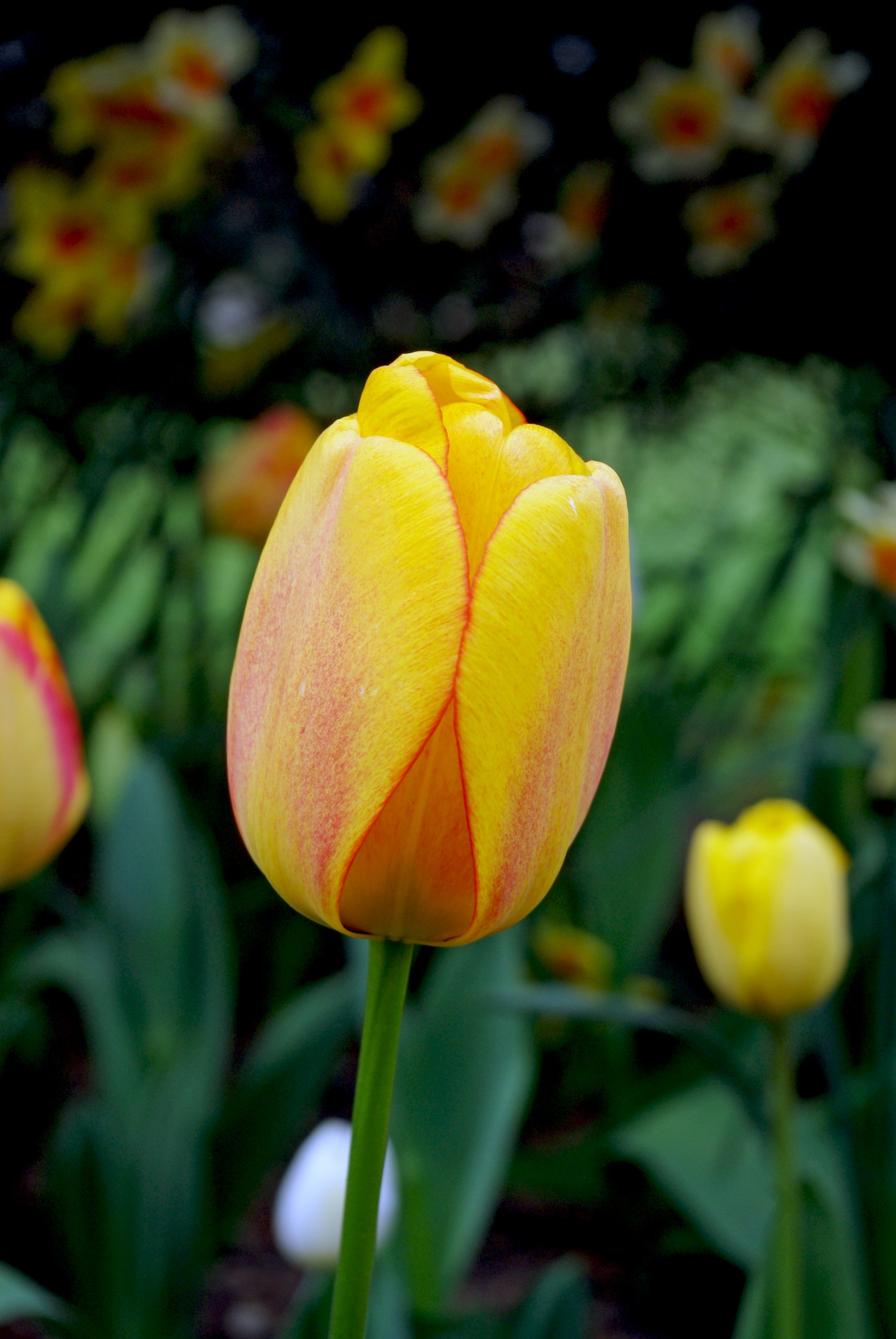 Colourful Spring Flowers in Maisons-Laffitte - French Moments