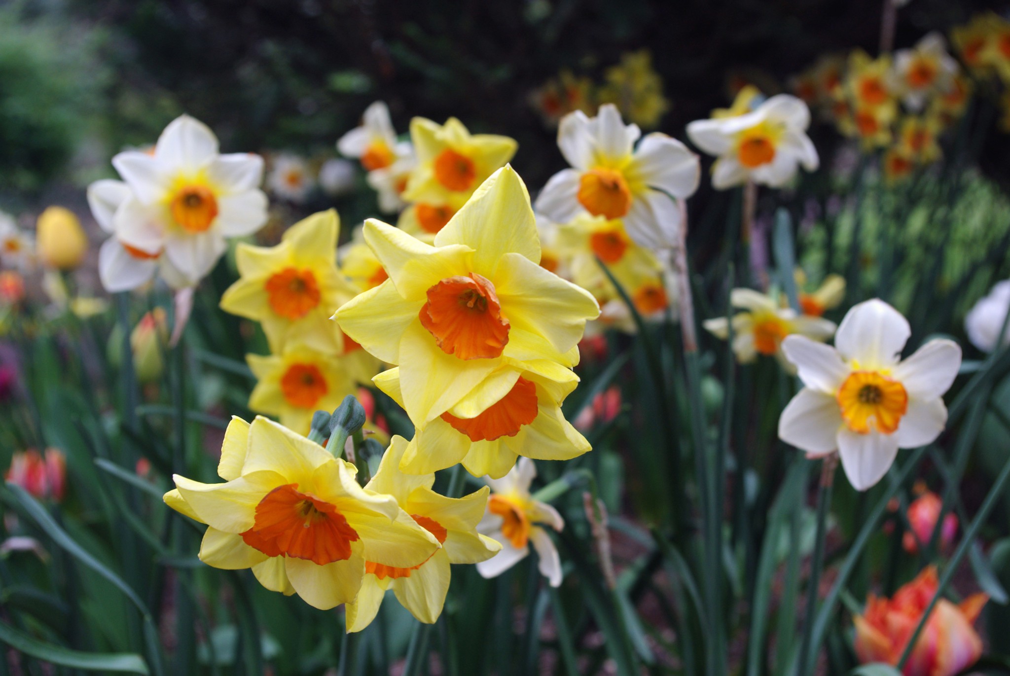 Colourful Spring Flowers in Maisons-Laffitte - French Moments