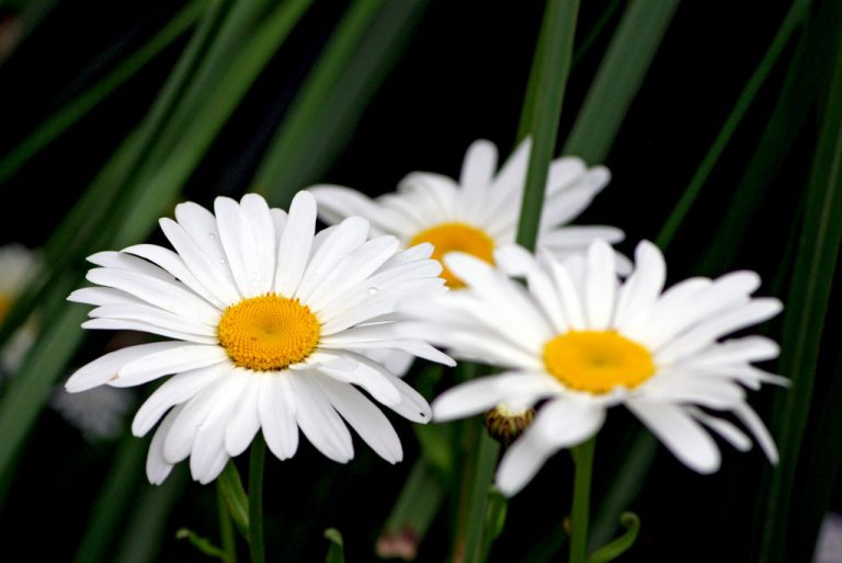 How do we call oxeye daisy in French? - French Moments