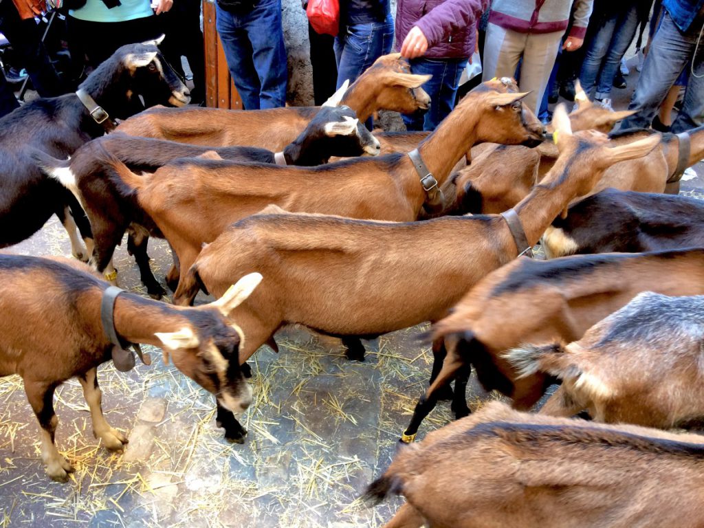 The return from the Alpine pastures in Annecy - French Moments