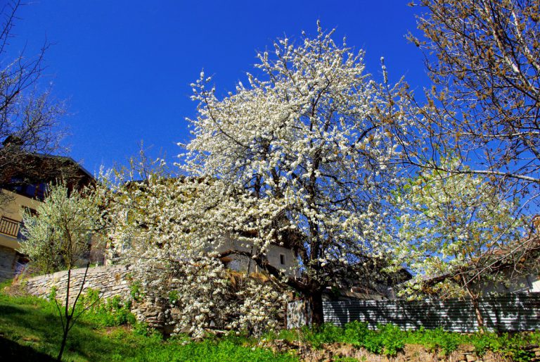 Spring flowers and flowering trees - French Moments