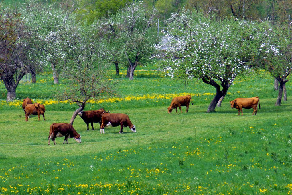 50 Beautiful Photos Of Rural France To Cheer You Up! - French Moments
