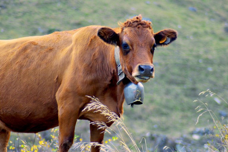 Discover the Tarentaise Valley in Savoie - French Moments