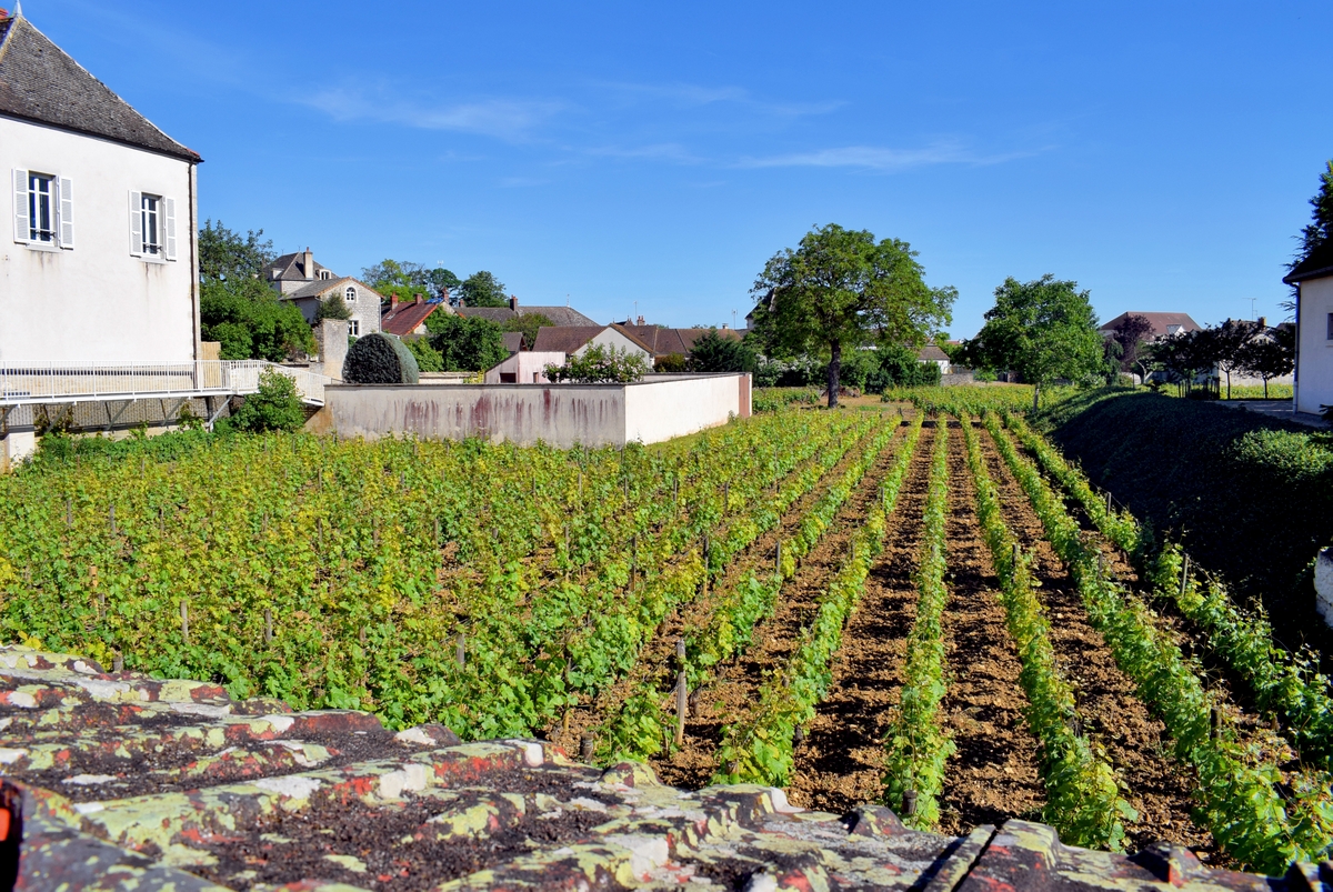 Meursault in Burgundy: sightseeing and places to see - French Moments