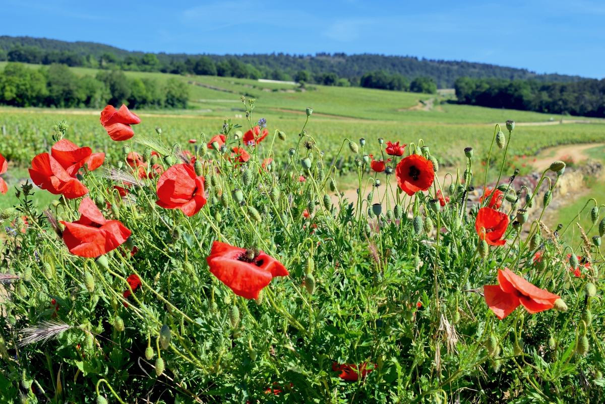 Spring flowers and flowering trees - French Moments