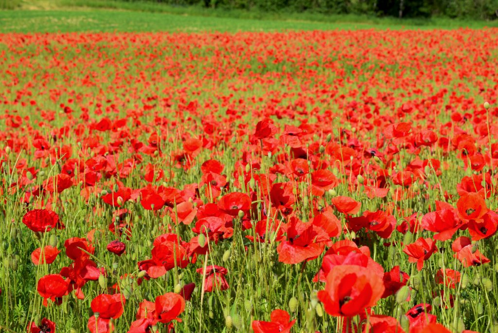 50 Beautiful Photos Of Rural France To Cheer You Up! - French Moments