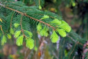 The Forest in France: What You Should Know! - French Moments