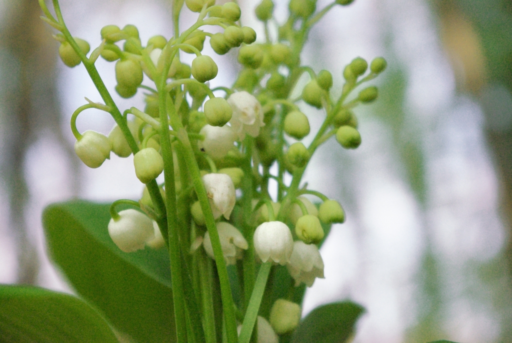 What is la Toussaint, All Saints' Day in France - French Moments