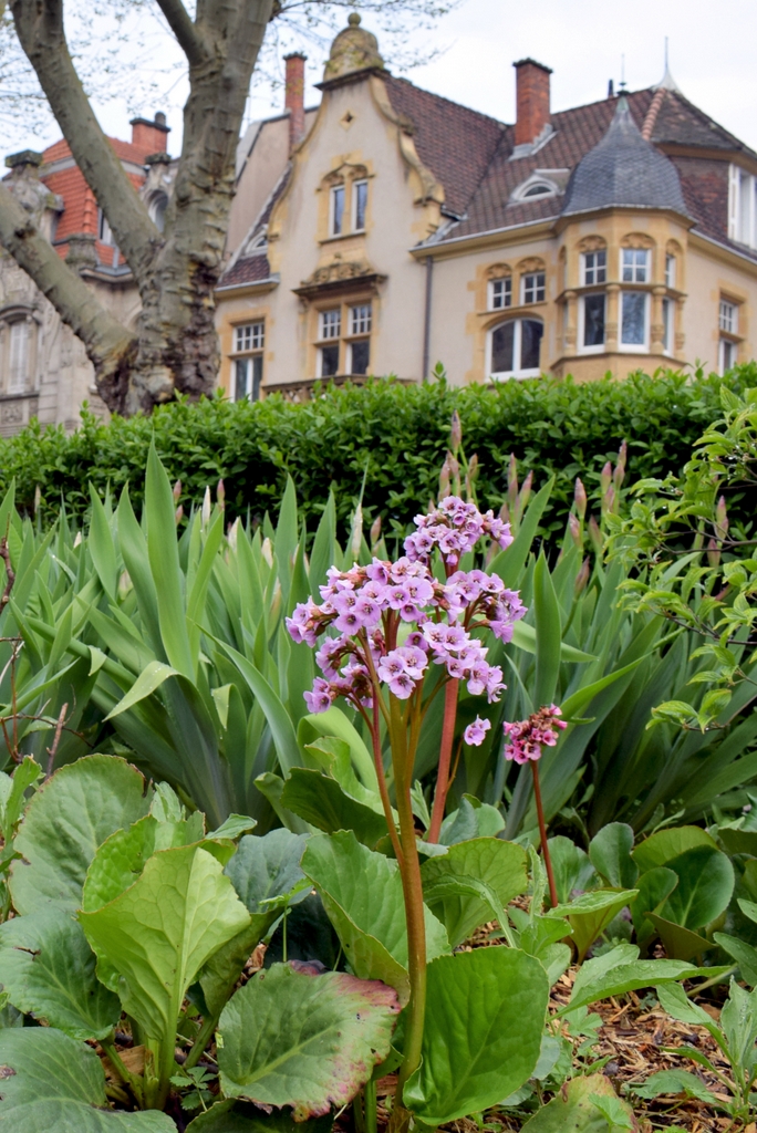 50 Beautiful Photos Of Spring in Lorraine To Cheer You Up! - French Moments