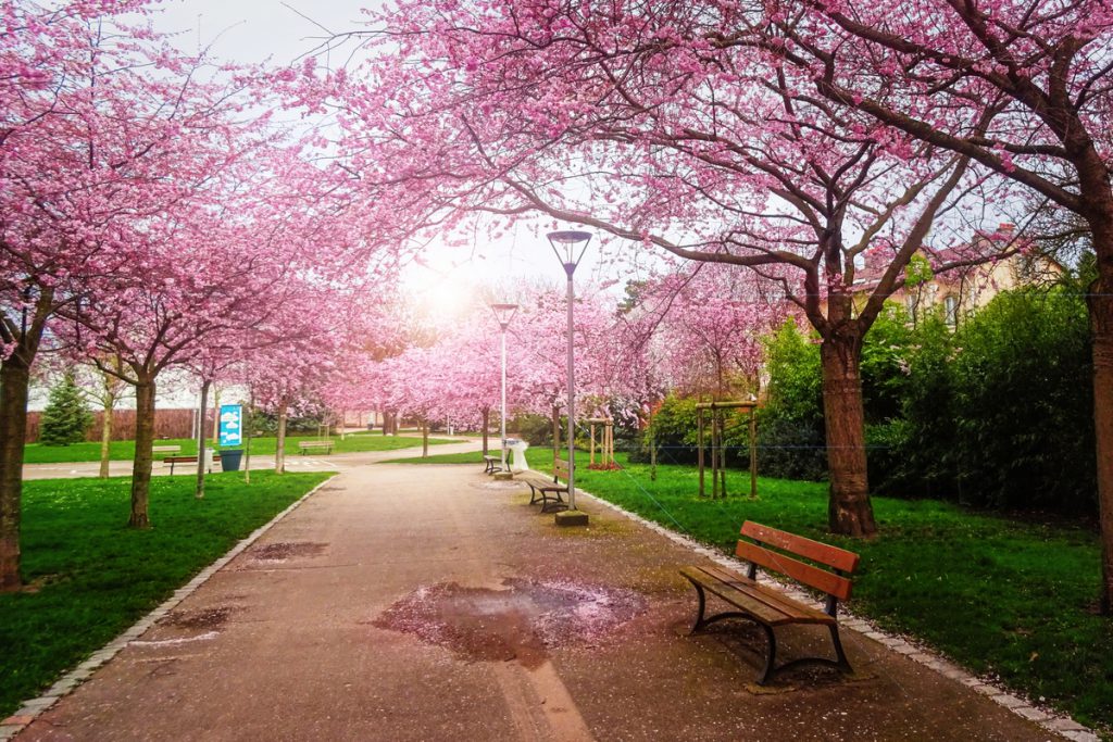 50 Beautiful Photos Of Spring in Lorraine To Cheer You Up! - French Moments
