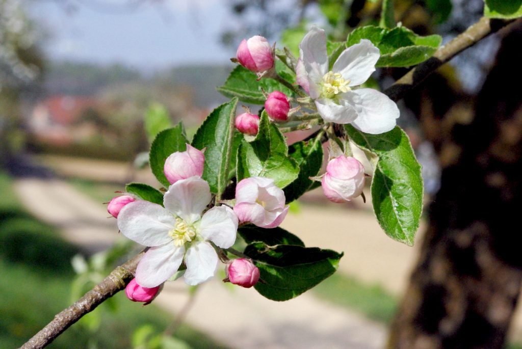 50 Beautiful Photos Of Spring in Alsace To Cheer You Up! - French Moments