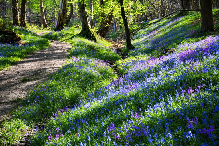 Explore the English village of Burwash, East Sussex - French Moments