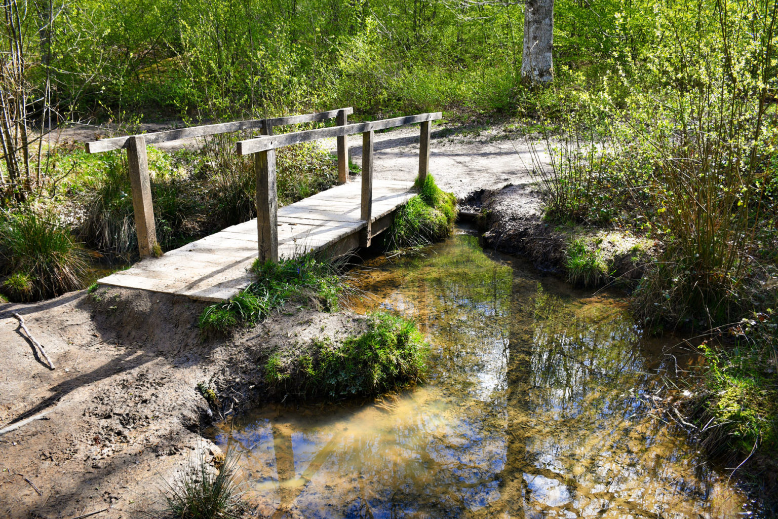 Brede High Woods: Bluebells and Spring Walk - French Moments