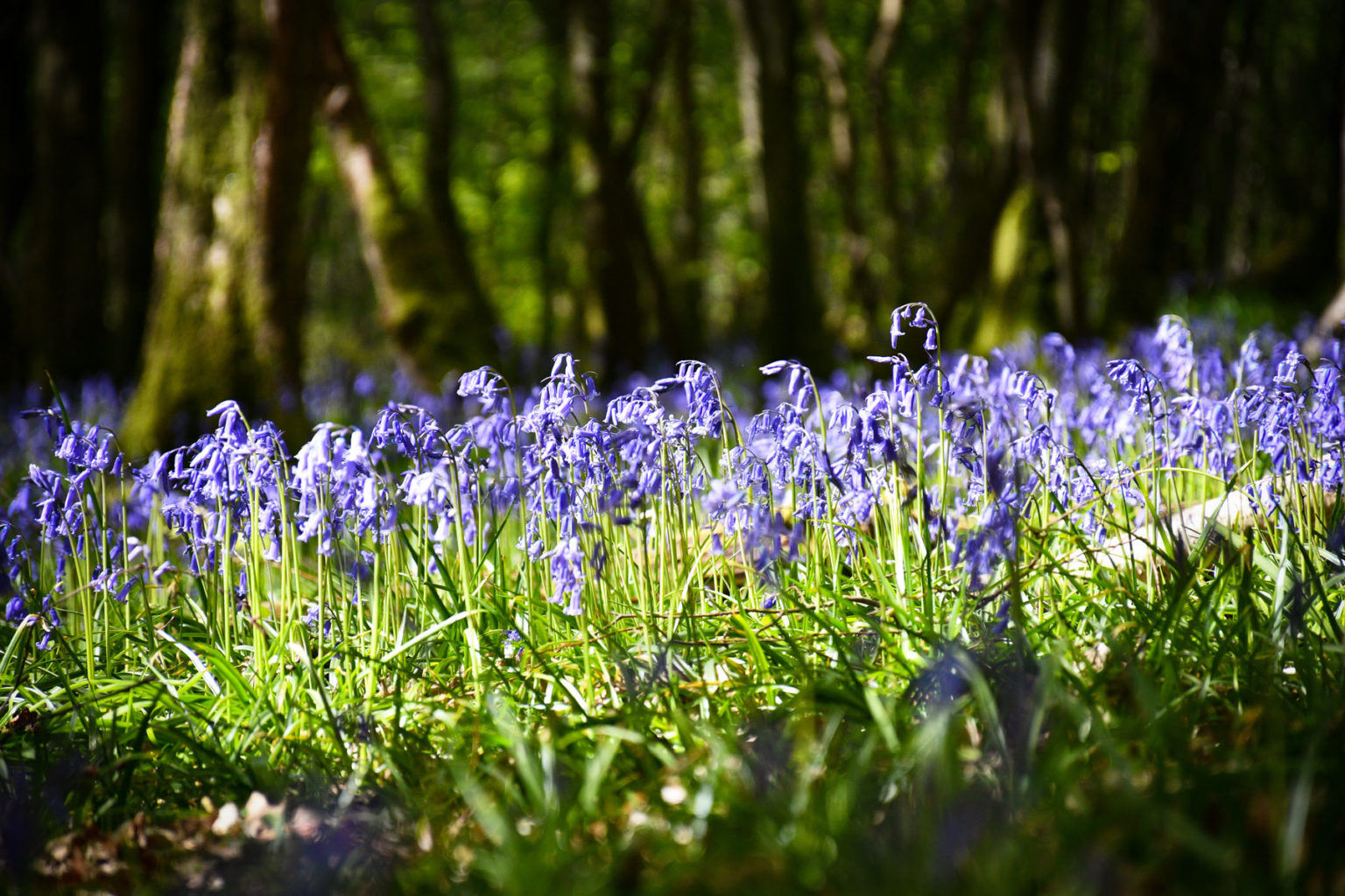 Brede High Woods: Bluebells and Spring Walk - French Moments