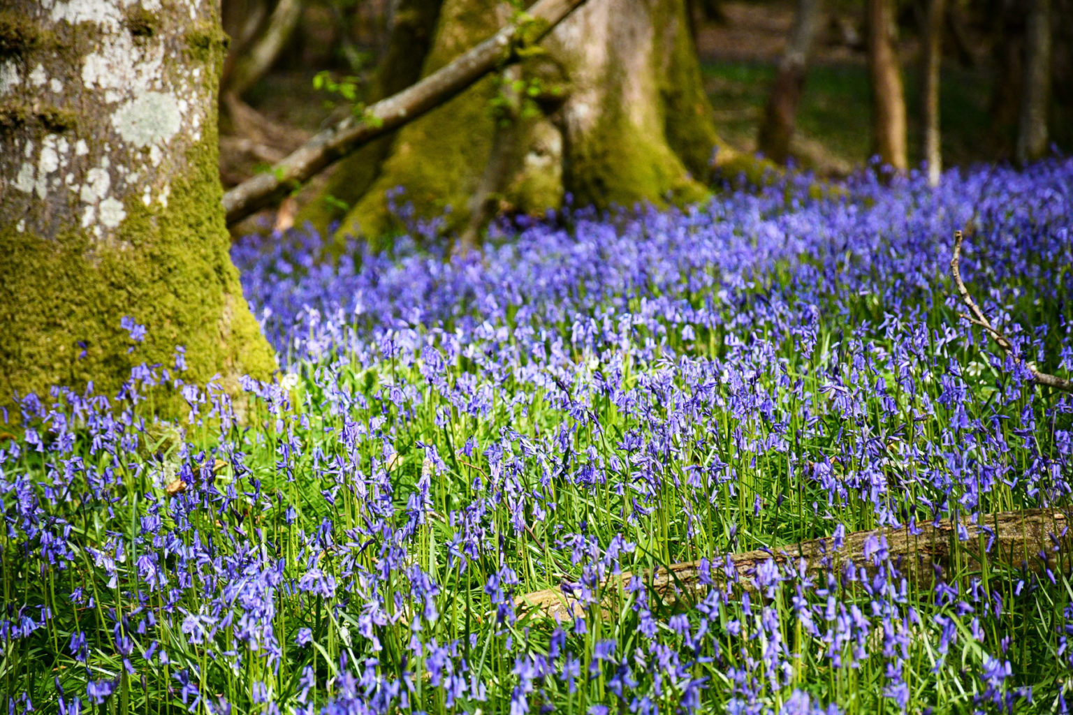 Brede High Woods: Bluebells and Spring Walk - French Moments