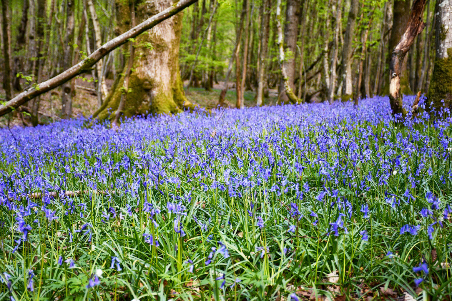 Brede High Woods: Bluebells and Spring Walk - French Moments