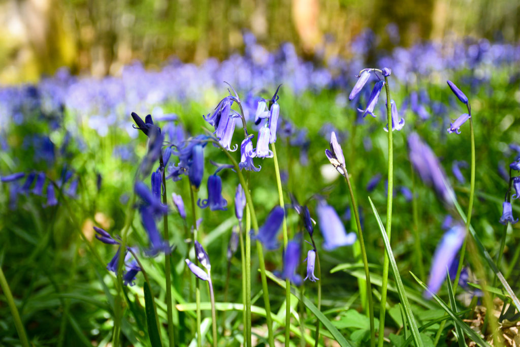 Brede High Woods: Bluebells and Spring Walk - French Moments